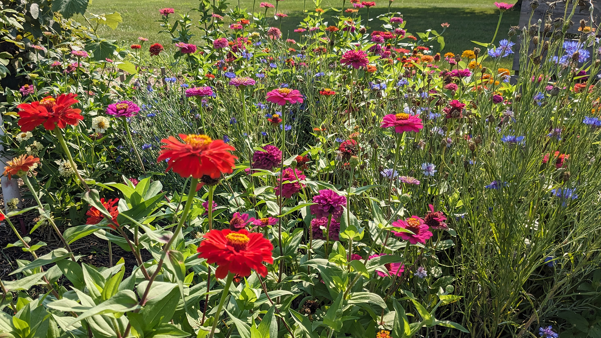 Master Gardener Training | Serving Logan, Menard and Sangamon Counties | Illinois Extension | UIUC